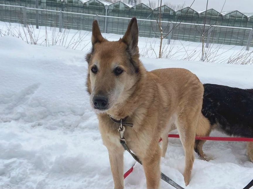 Подарите мне счастливую старость