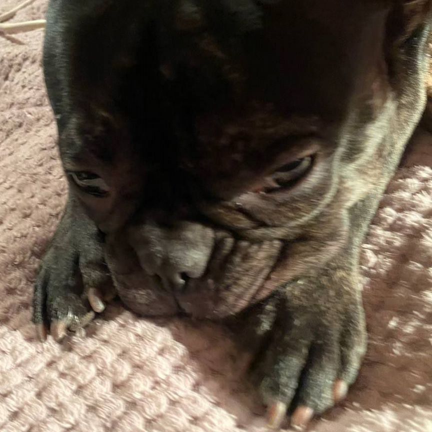 Французский бульдог, взрослая собака