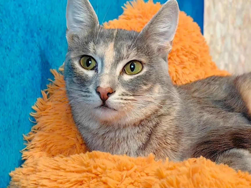 Нежная Мышка ищет дом