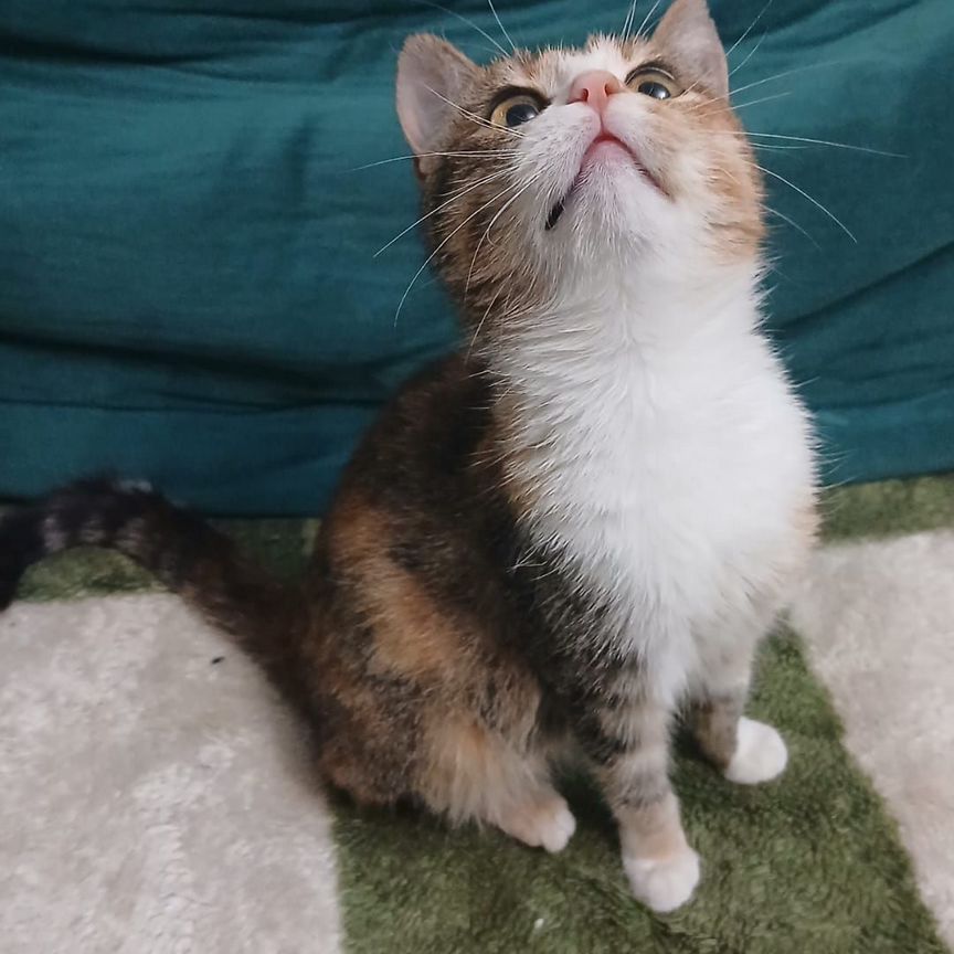 Котёнок в добрые руки