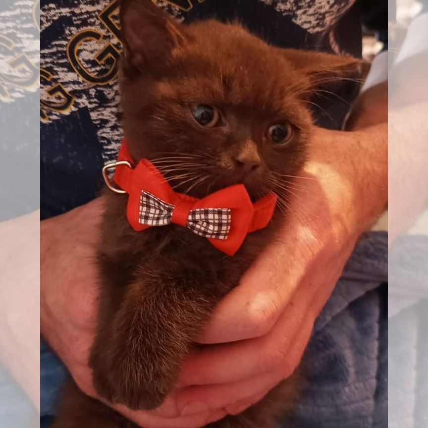 Шотландский прямоухий короткошёрстный котёнок