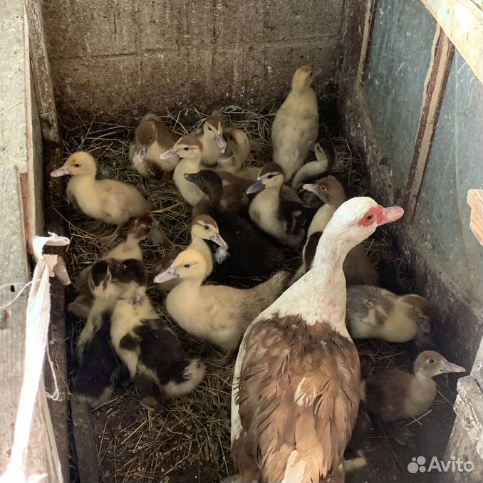 Утята домашние