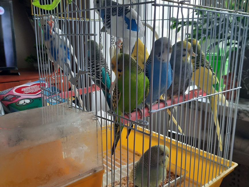 Волнистый попугай