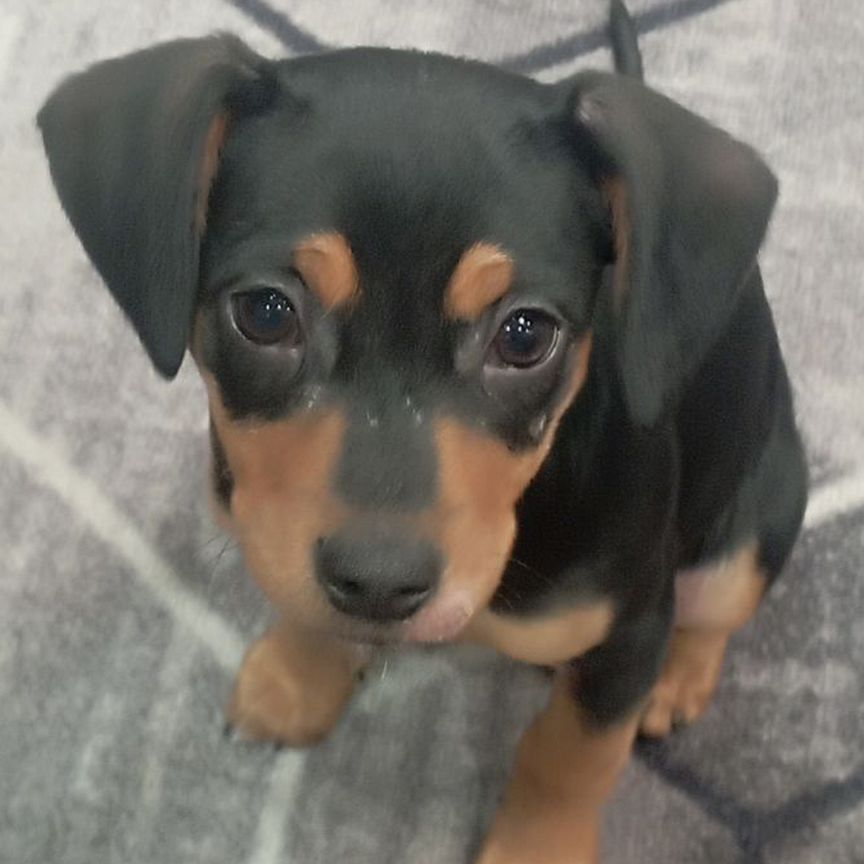 Австрийский пинчер, щенок