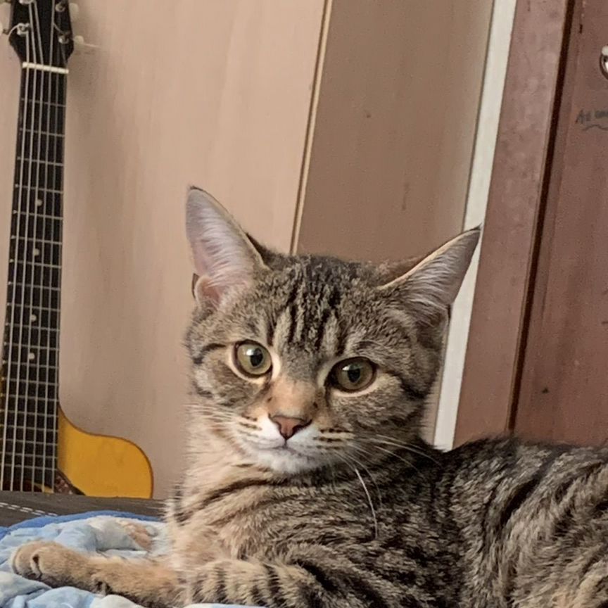 Котик Пуньк в добрые руки