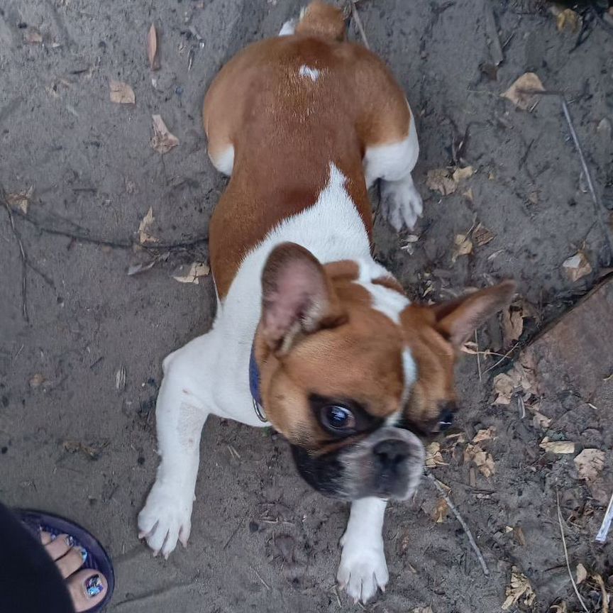 Французский бульдог, взрослая собака