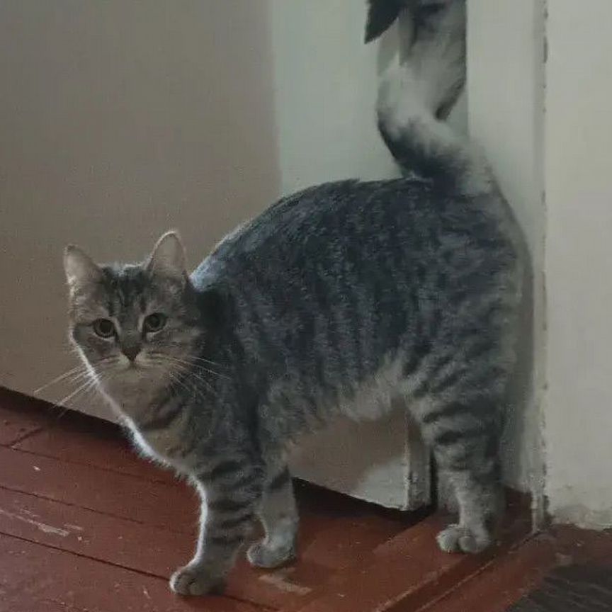 Взрослая, кошка в добрые руки