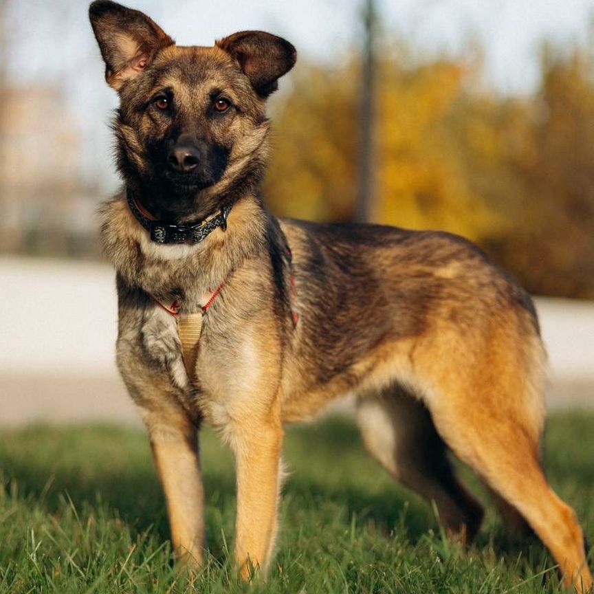 Немецкая овчарка, щенок