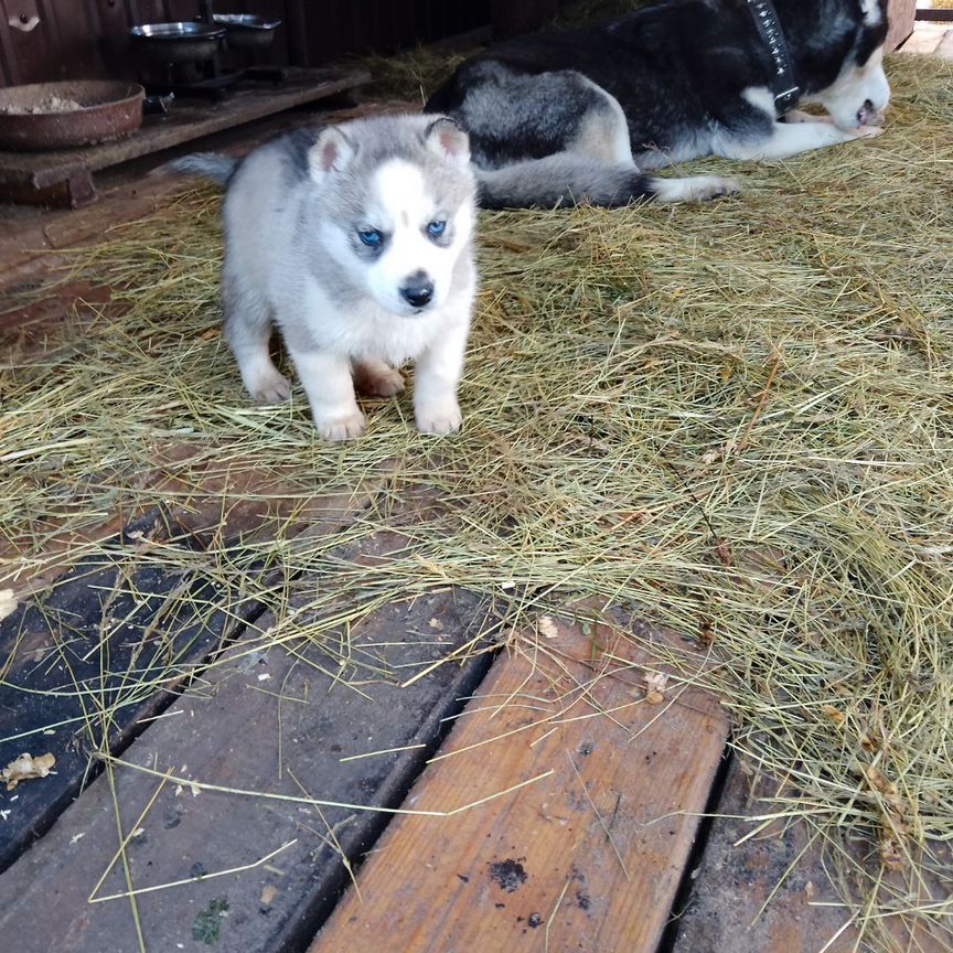 Собаки