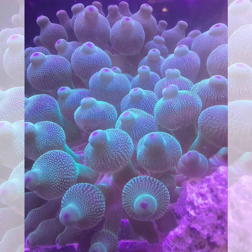 Пузырчатая актиния