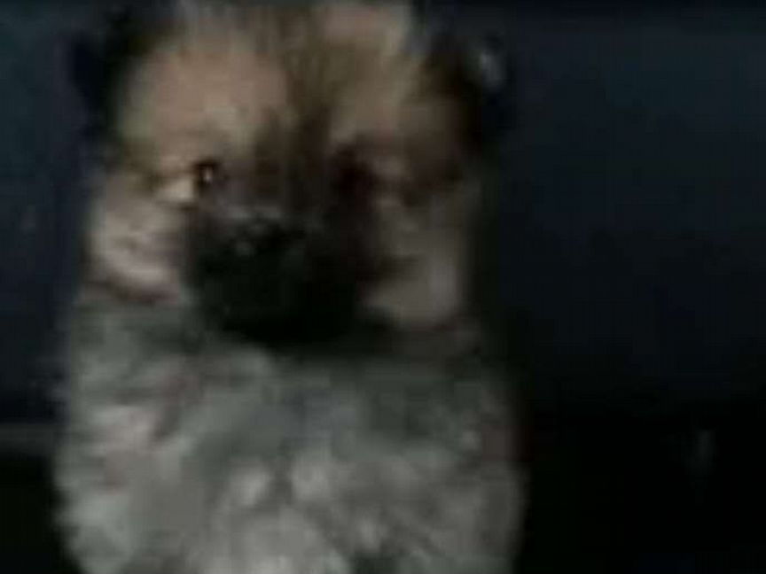 Померанский щпиц