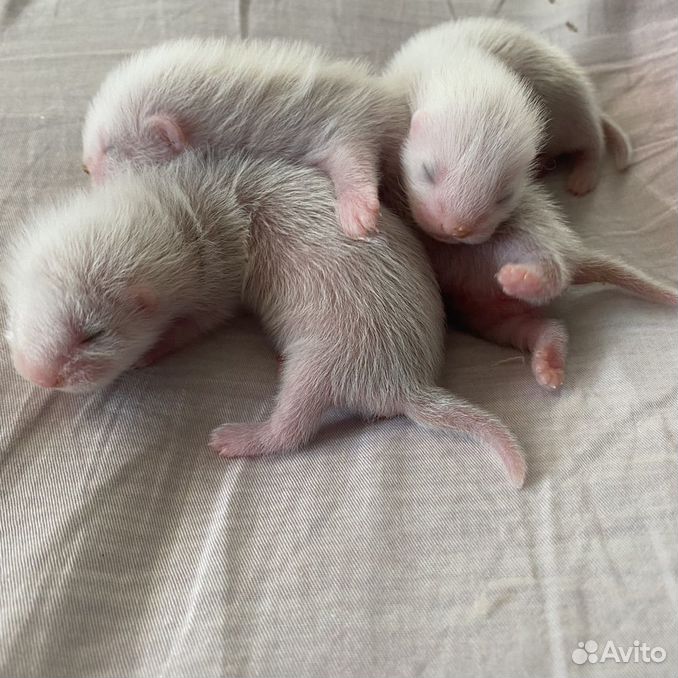 Хорьки малыши