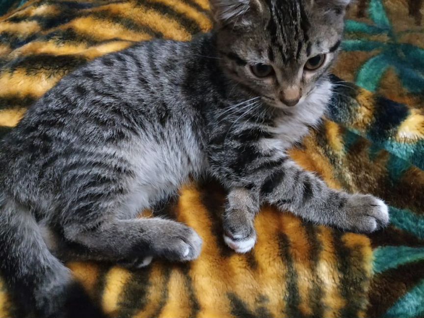 Котенок в добрые руки