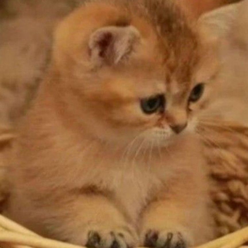 Золотые британские шиншилы