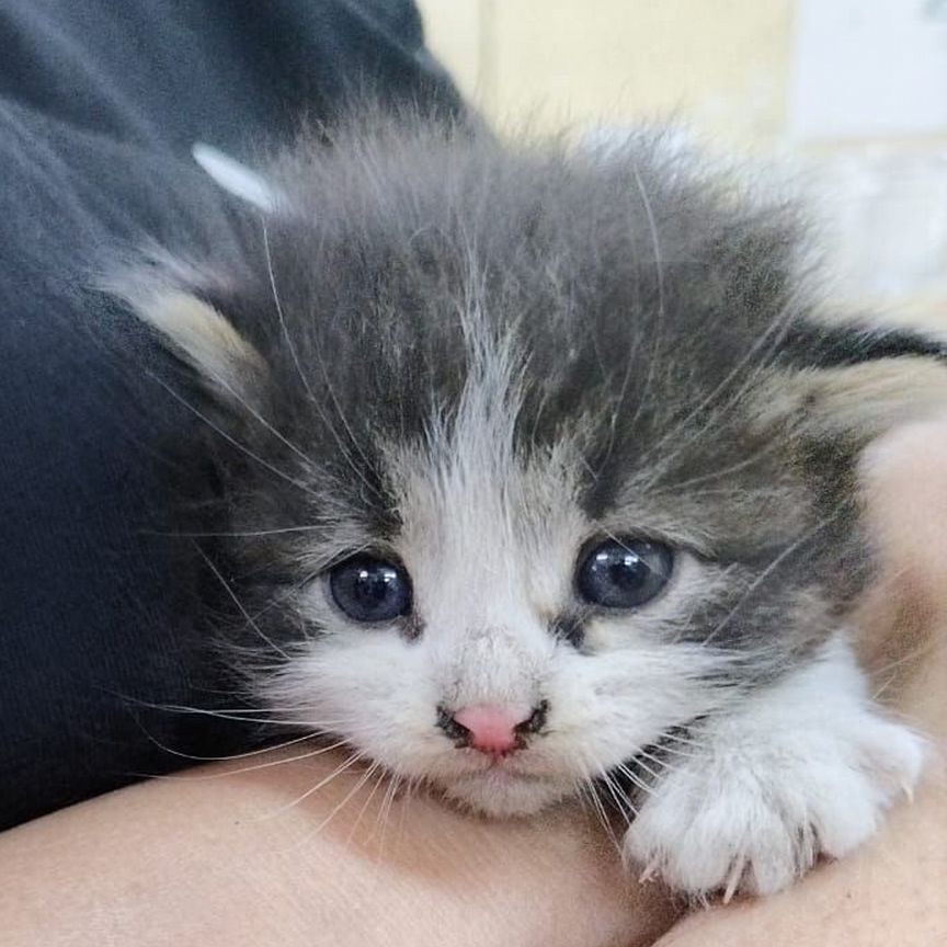 Маленький котенок бесплатно