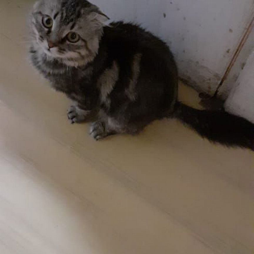 Котёнок в добрые ручки