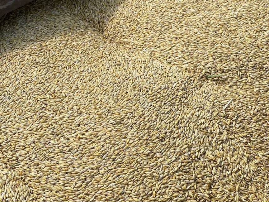 Зерно ячмень