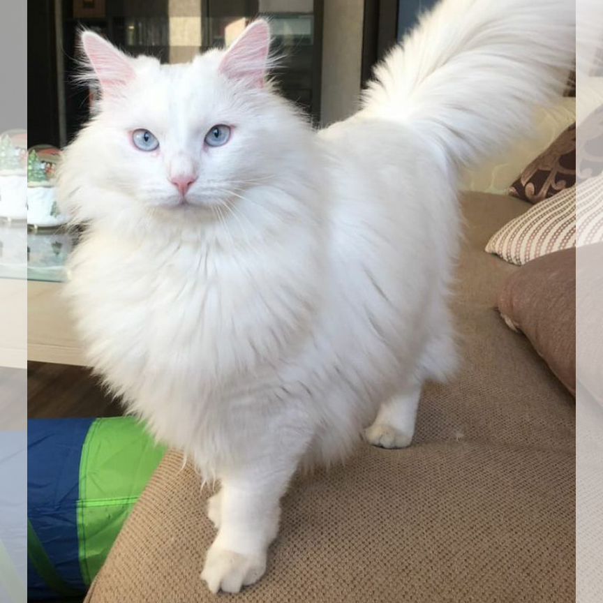 Котята турецкой ангоры