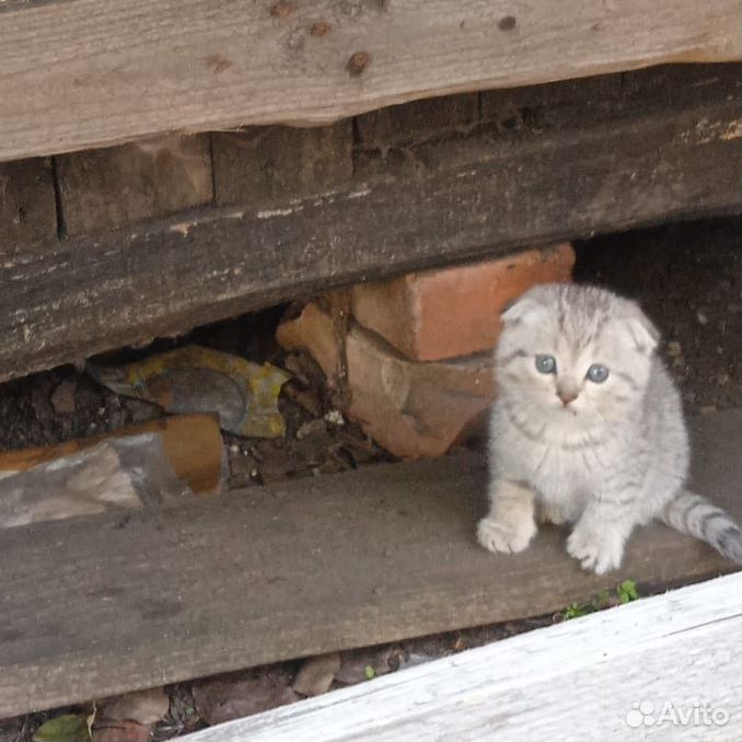 Котенок помесь шотладской и бухарским