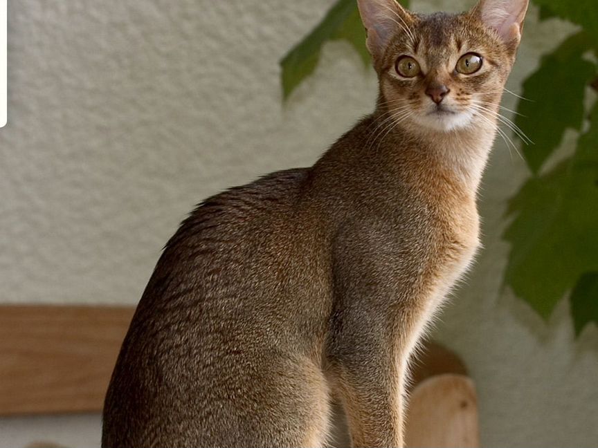 Абиссинская кошка бесплатно