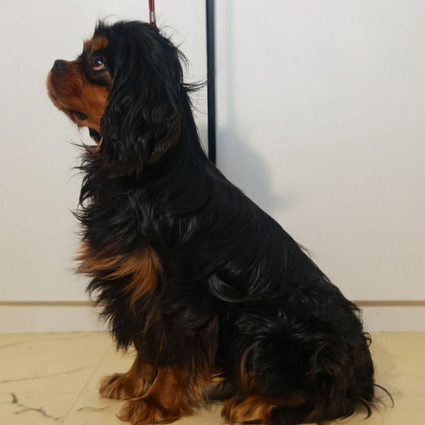 Кавалер кинг-чарльз-спаниель, взрослый пёс