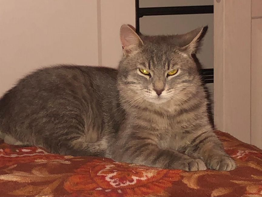 Лучший кот, 9 мес., в самые добрые руки
