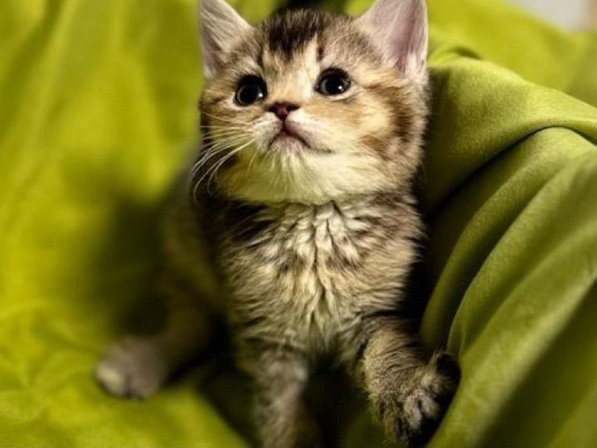 Кошка золотая шиншилла