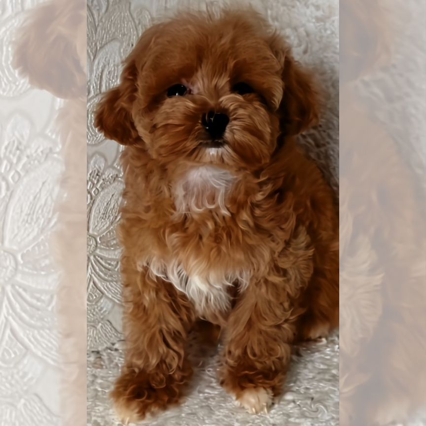 Мальтипу, щенок