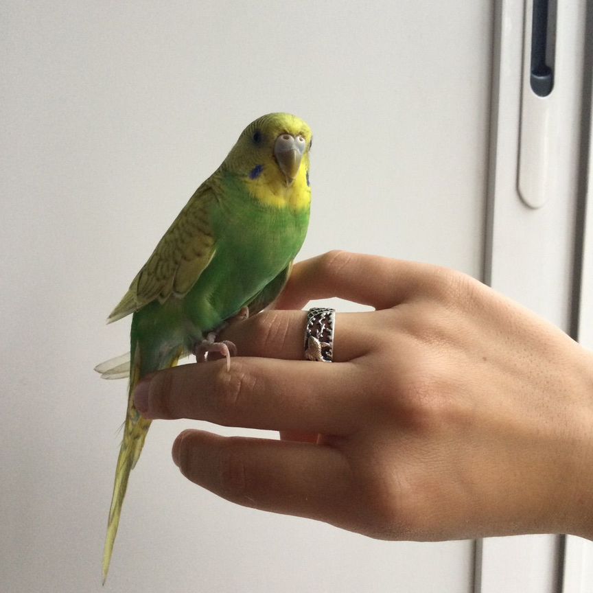 Волнистый попугай птенец самка