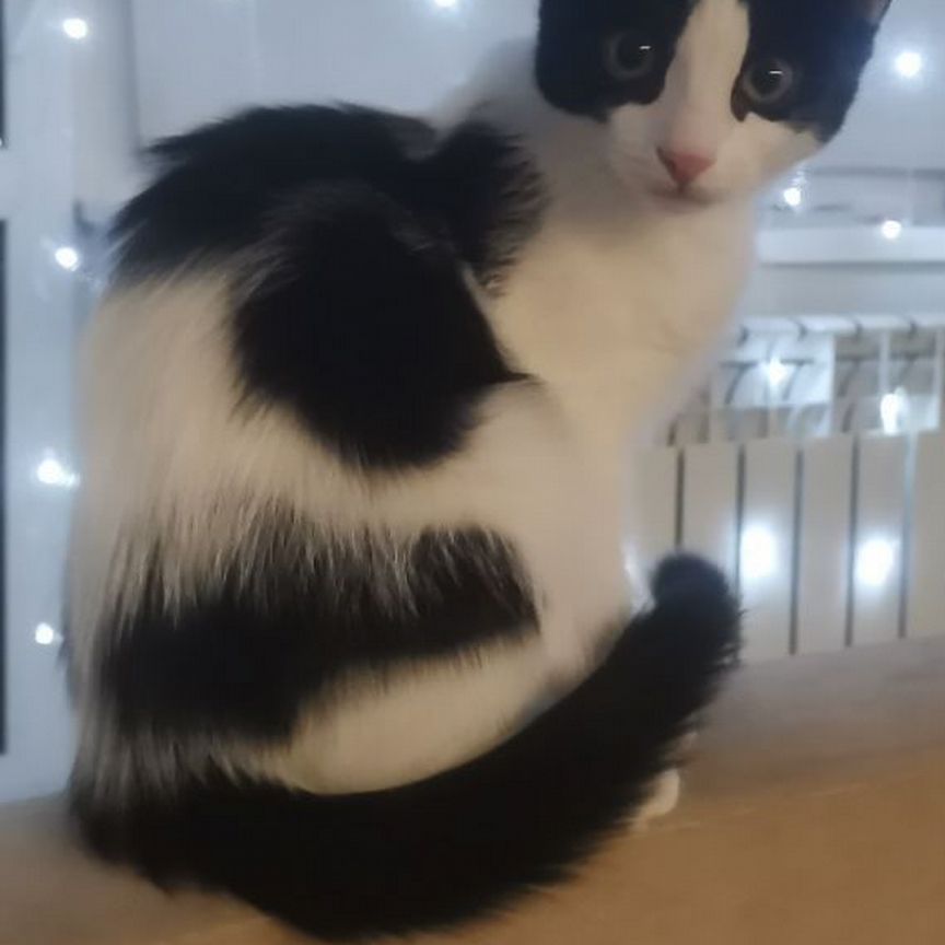 Сибирский котёнок