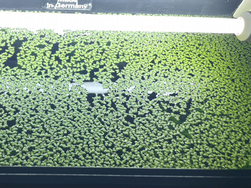 Ряска отдам бесплатно