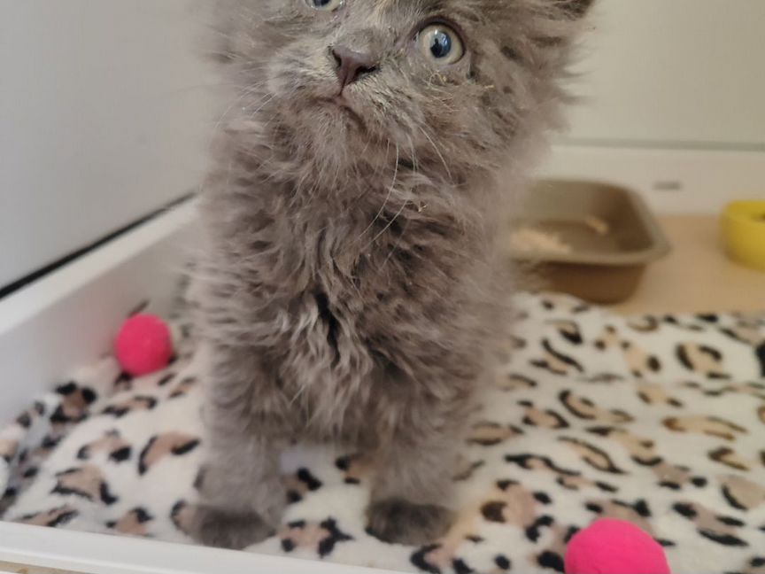 Котенок мальчик ищет дом
