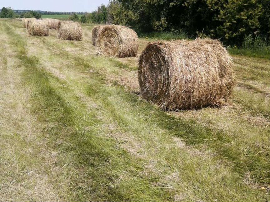 Продам сено в тюках