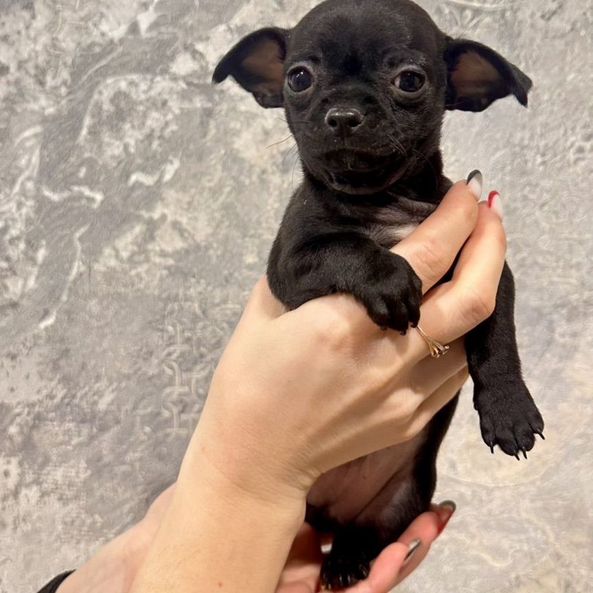 Чихуахуа, щенок