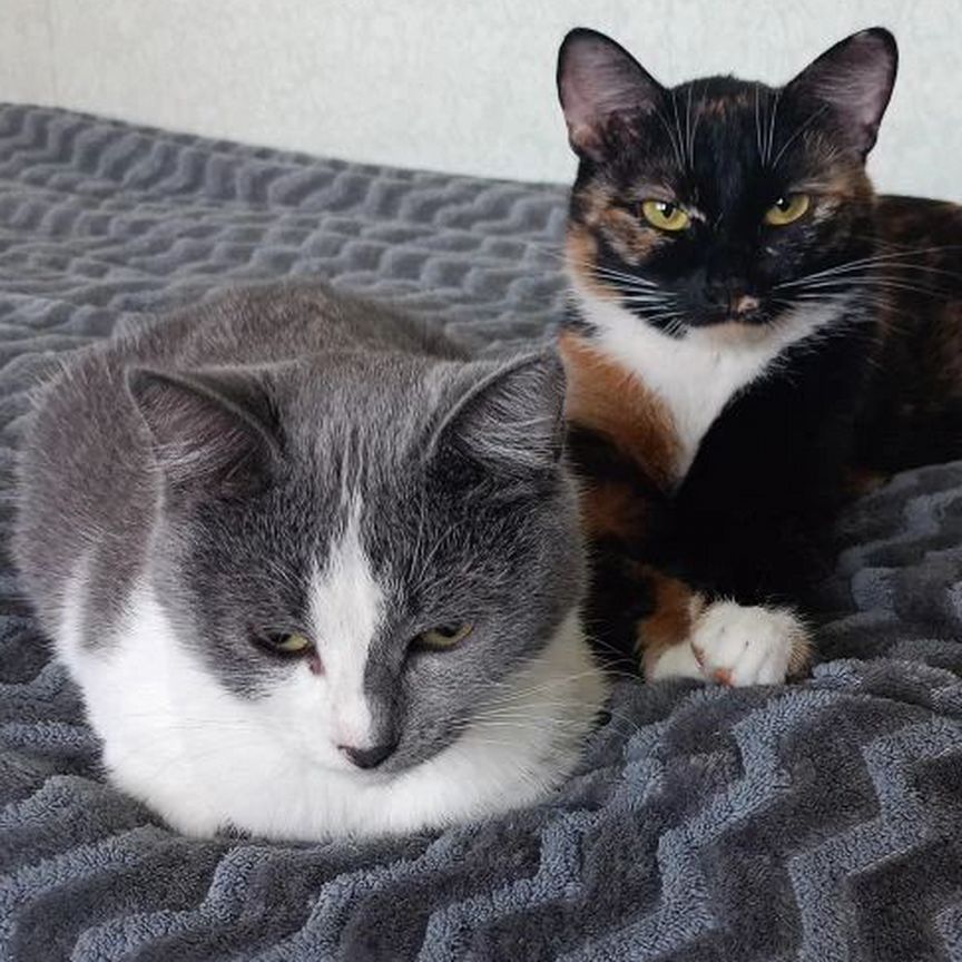 Взрослая, кошка в добрые руки