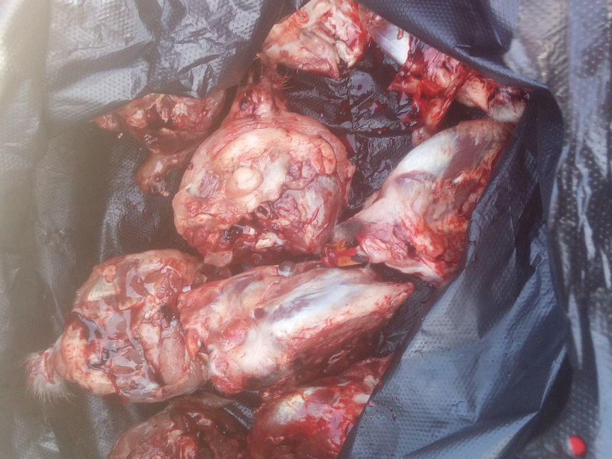 Корм для собак. головы, хвостики, лапки