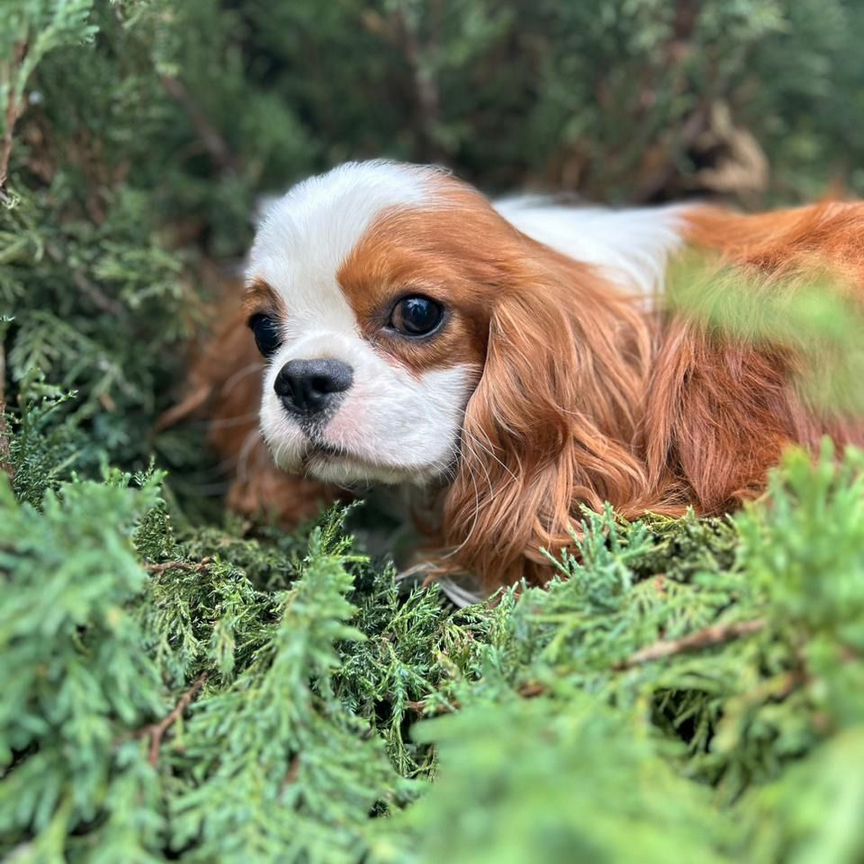 Кавалер кинг чарльз спаниель кчс