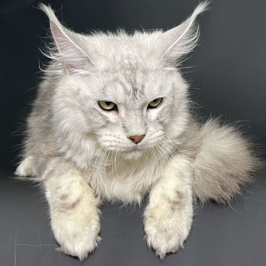 Мейн-кун котёнок