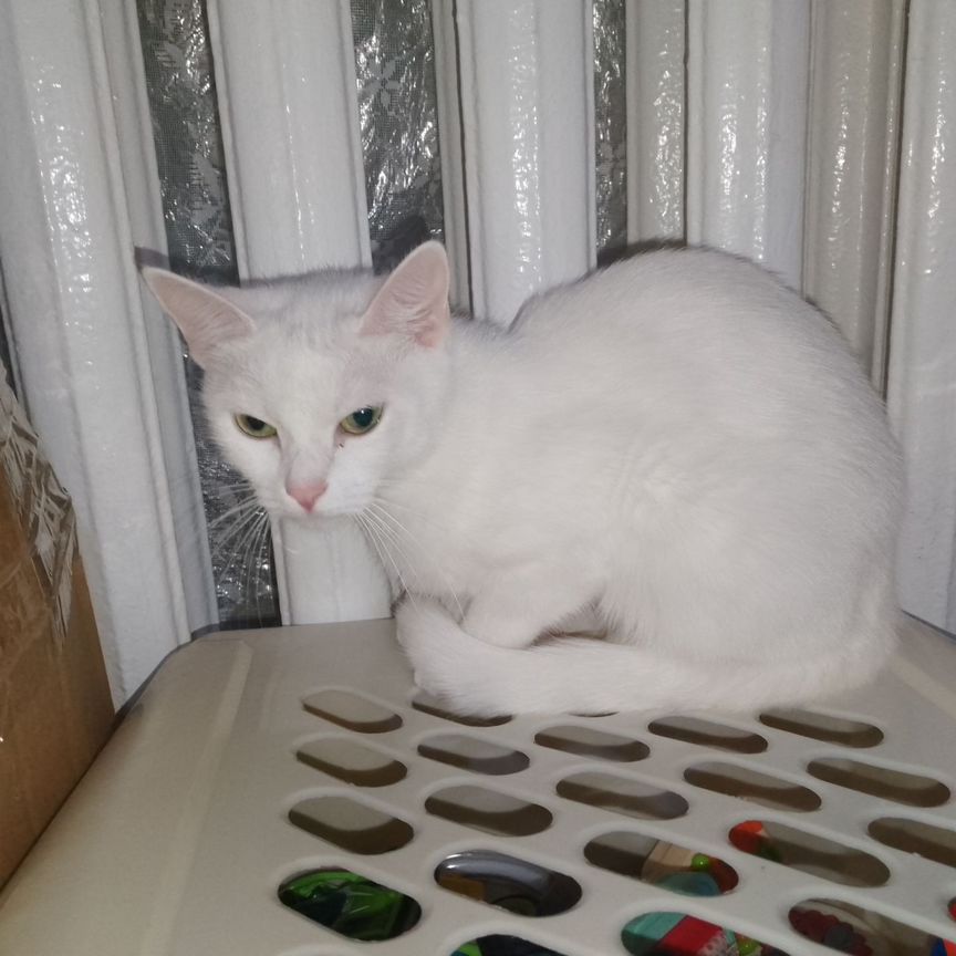 Кошки в добрые руки