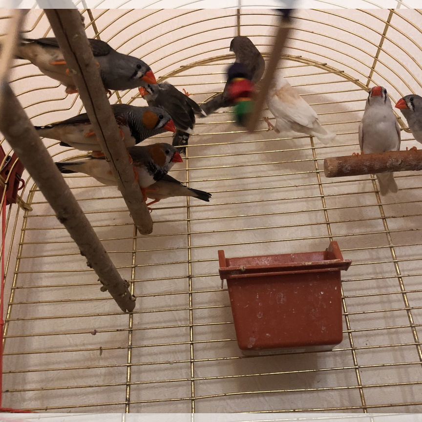 Зебровая амадина