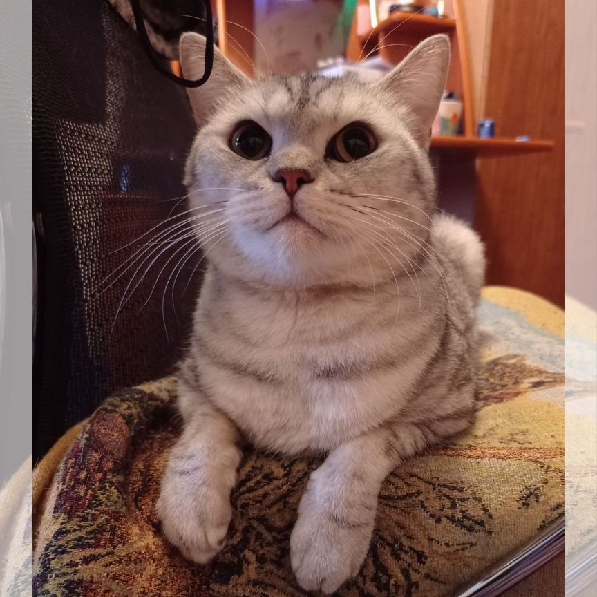 Шотландская прямоухая длинношёрстная, взрослая кошка