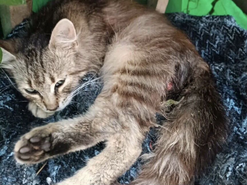 Котик в добрые руки