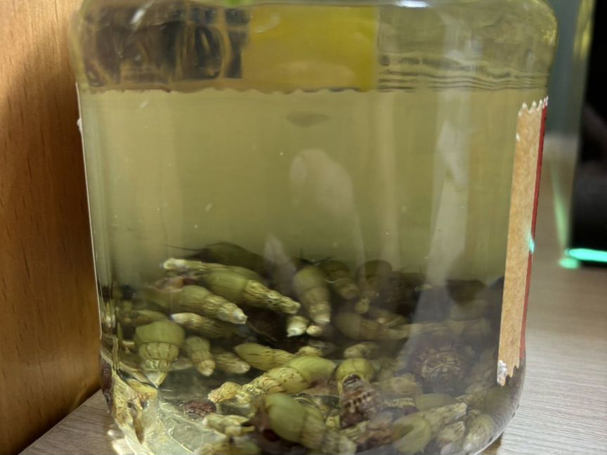 Улитки мелании и геркулес