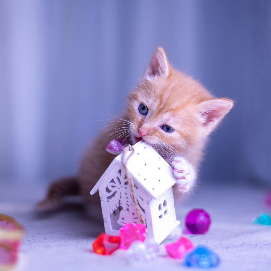 Любознательная Василиса в добрые руки