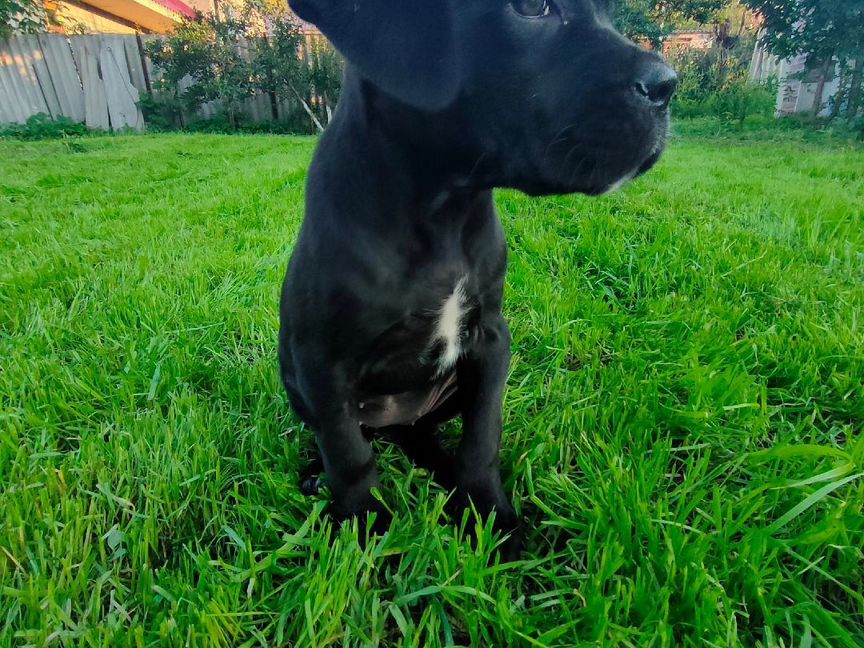 Щенок кане-корсо девочка