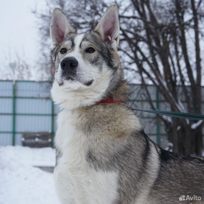 Собака