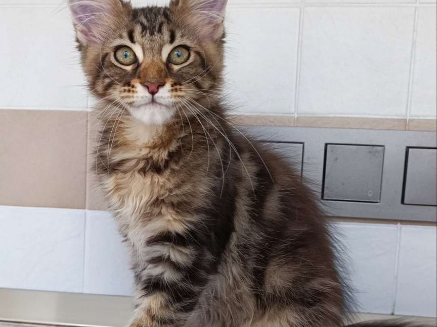 Мейн-кун девочка поли стандарт