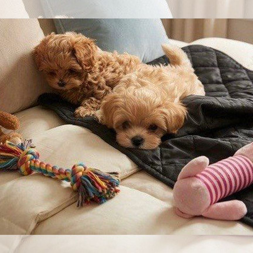 Мальтипу, щенок