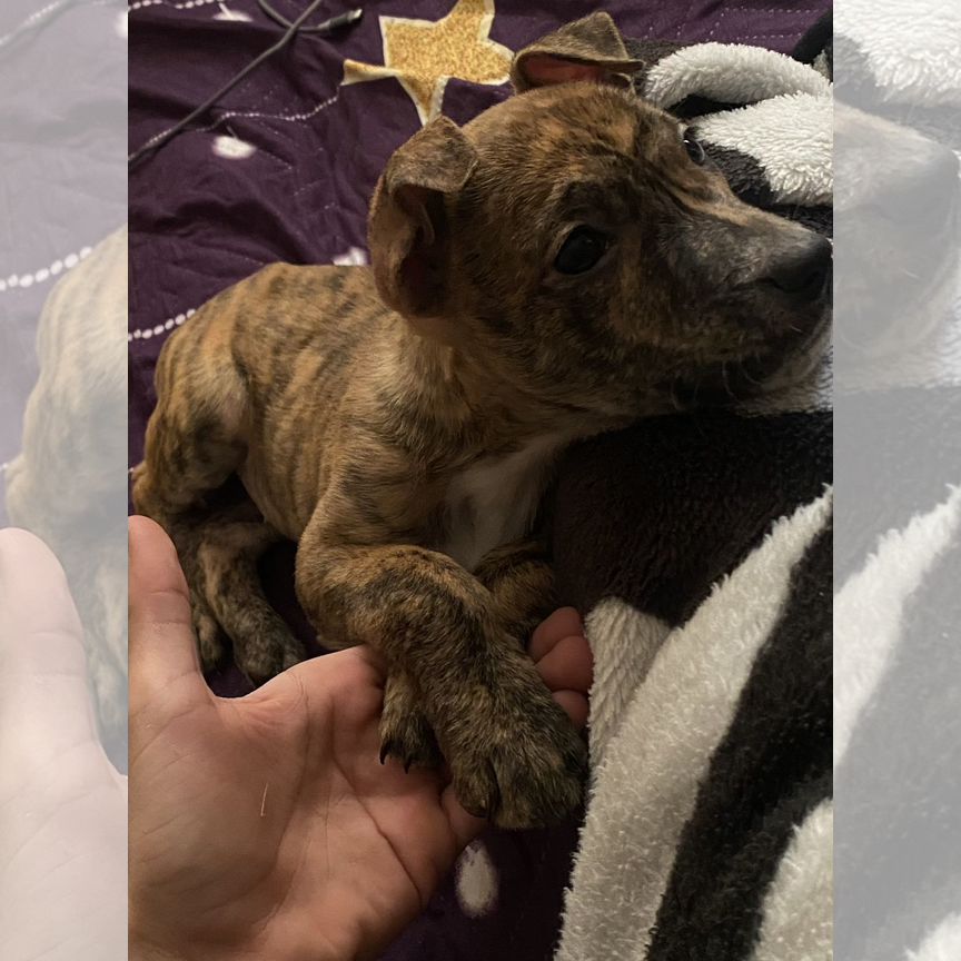 Американский булли, щенок