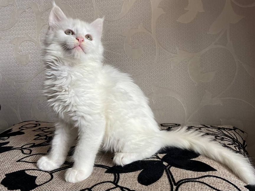 Котёнок Мейн-кун